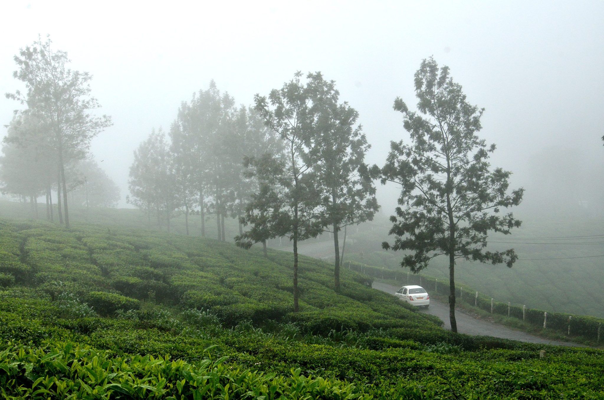 Monsoon Magic: Embracing the Rainy Season in Kerala - SpiceTree Munnar